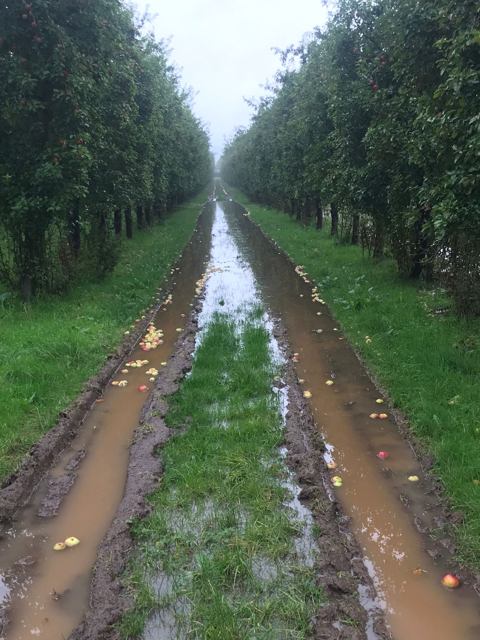 October 2024 - Flooding causes harvest and planting delays - Throne Farm